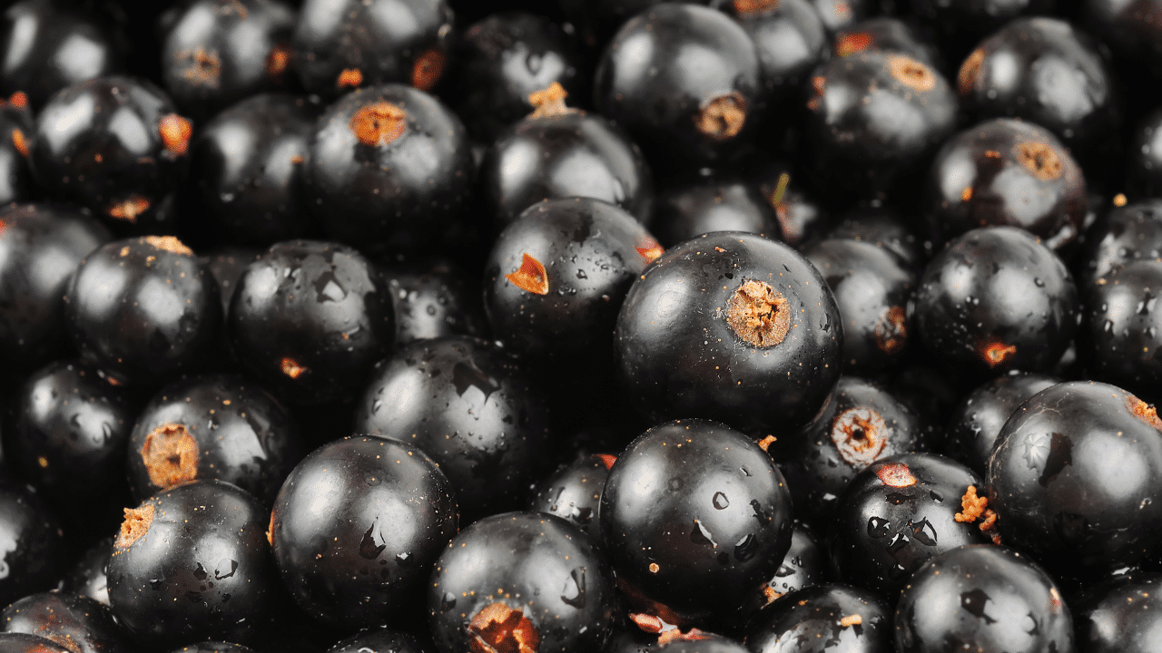 Cassis : vertus et bienfaits des antioxydants